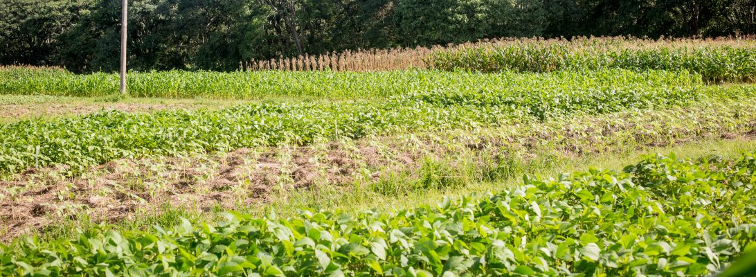 Foundations for Farming – Foundations Zambia